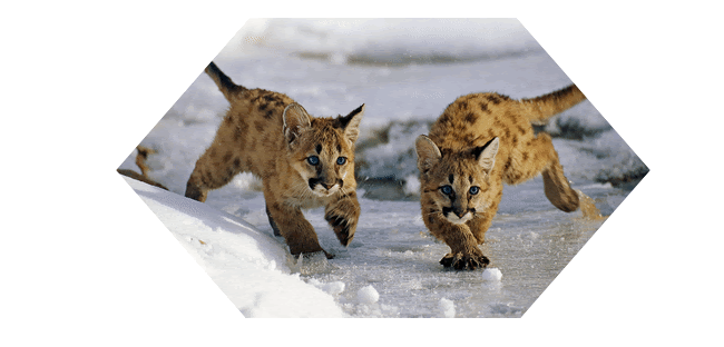 A guide to CSS animations using clip-path() - LogRocket Blog